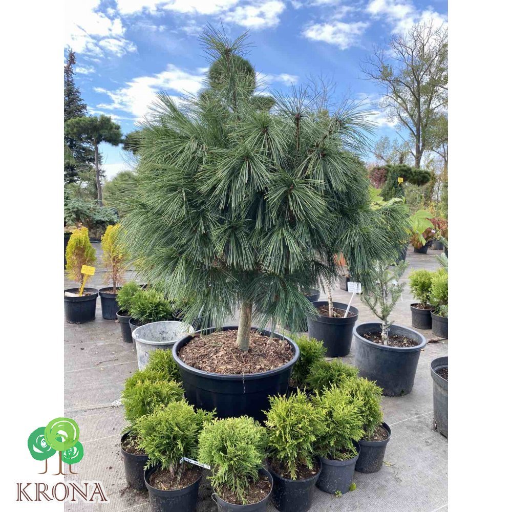 Сосна веймутова (Pinus strobus) "Macopin"/Stam 30-60 см/D 60-80 см/кому